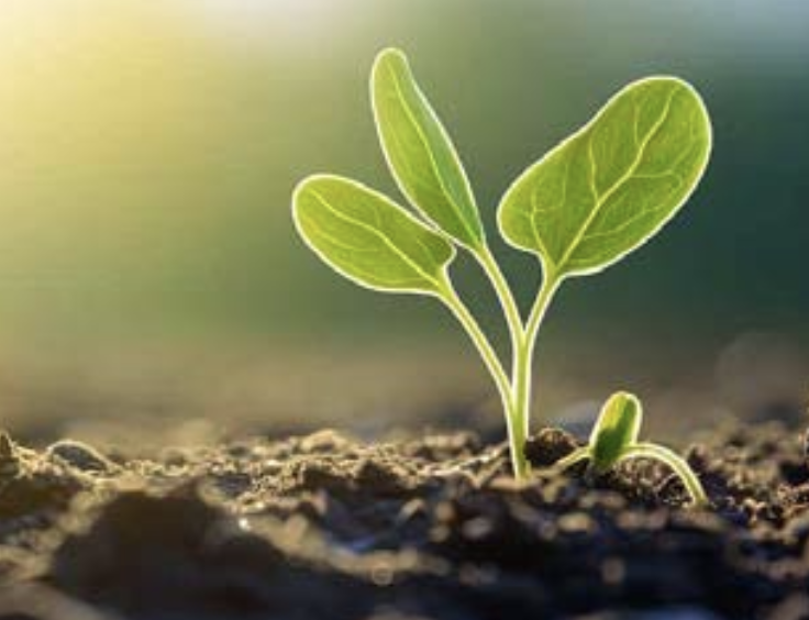 The Sprout Spot | Growing Garden at Discovery Place Kids - Huntersville